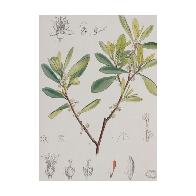 Cocain: History & Culture' Book by Armand Limnander | About Living