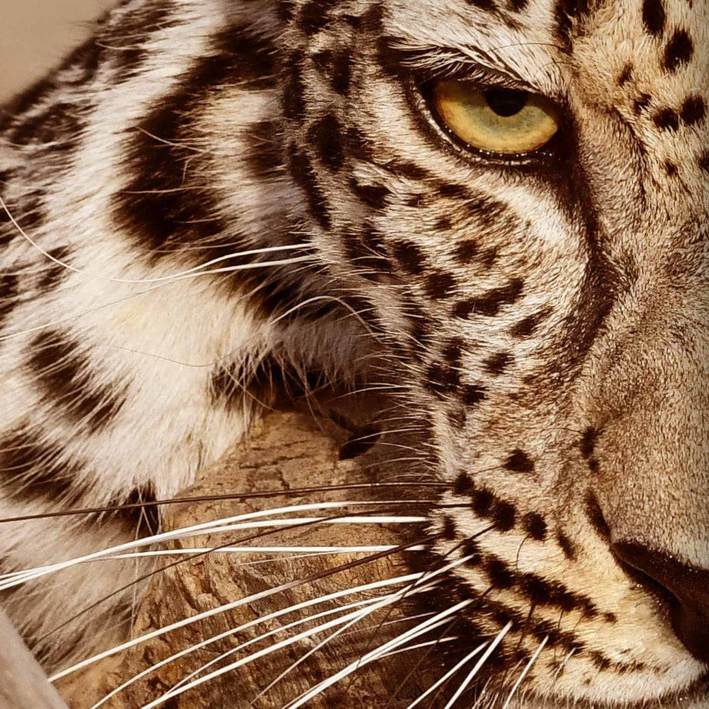 Buy Assouline 'Arabian Leopard' Book by Andrew Spalton | About Living
