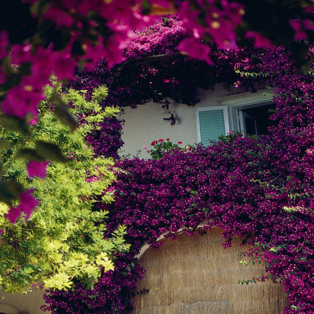 Buy Assouline 'Capri Dolce Vita' Book by Cesare Cunaccia | About Living